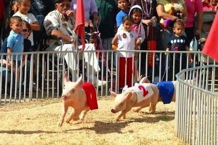 Hedrick's Pig Races photos | Hedrick's Promotions, Inc.