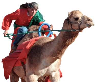 Hedrick's Camel-Ostrich-Zebra Races, extreme exotic animal racing ...