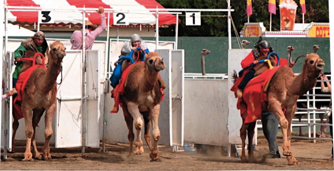 Hedrick's Camel-Ostrich-Zebra Races, extreme exotic animal racing ...